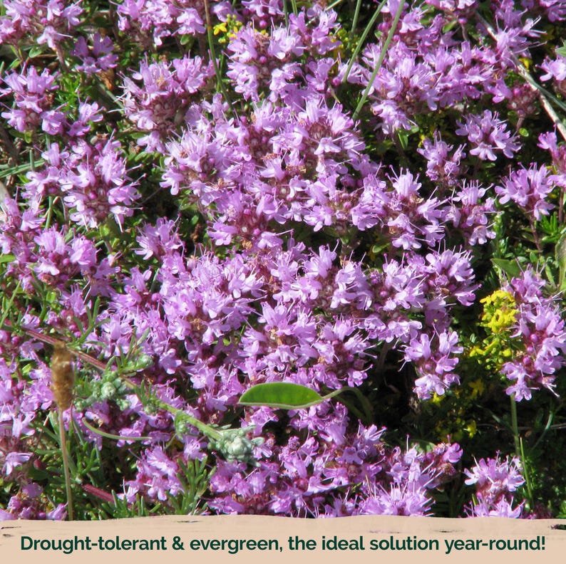 10000 Pcs - Purple Creeping Thyme Seeds for Planting (thymus Serpyllum) Heirloom Creeping Thyme ...