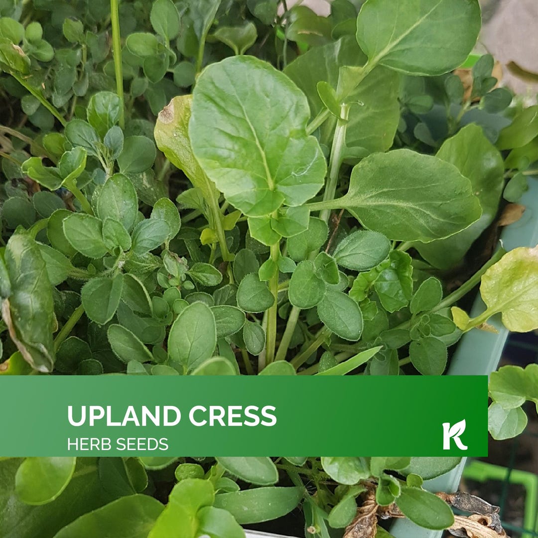 1000 PCS - Heirloom Upland Cress Seeds (barbarea Verna) – Non GMO ...