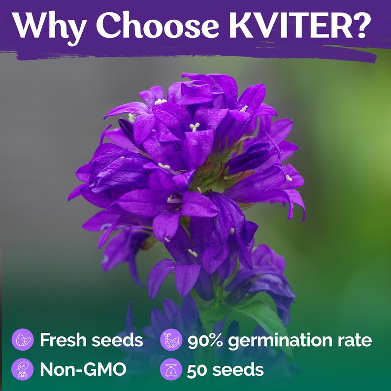 50 PCS - Bellflower Campanula Glomerata – Purple Perennial Flower Seeds ...