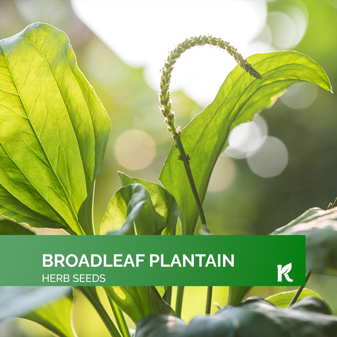 250 PCS - Broadleaf Plantain Seeds (plantago Major) - Organic Plantain ...