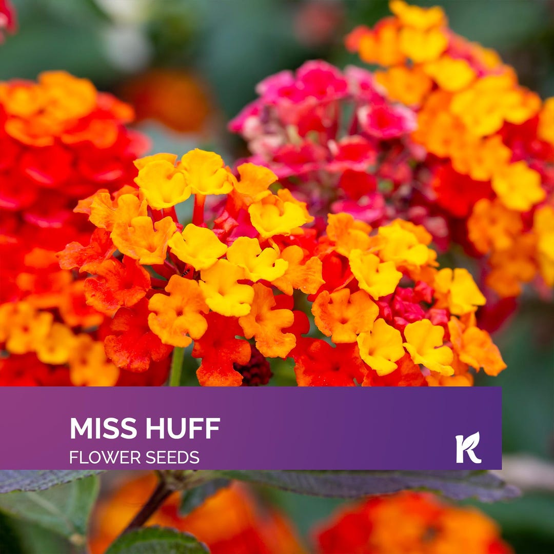 30 PCS - Lantana Seeds, Miss Huff (lantana Camara) – Perennial Flower Seeds, Attracts Bees ...