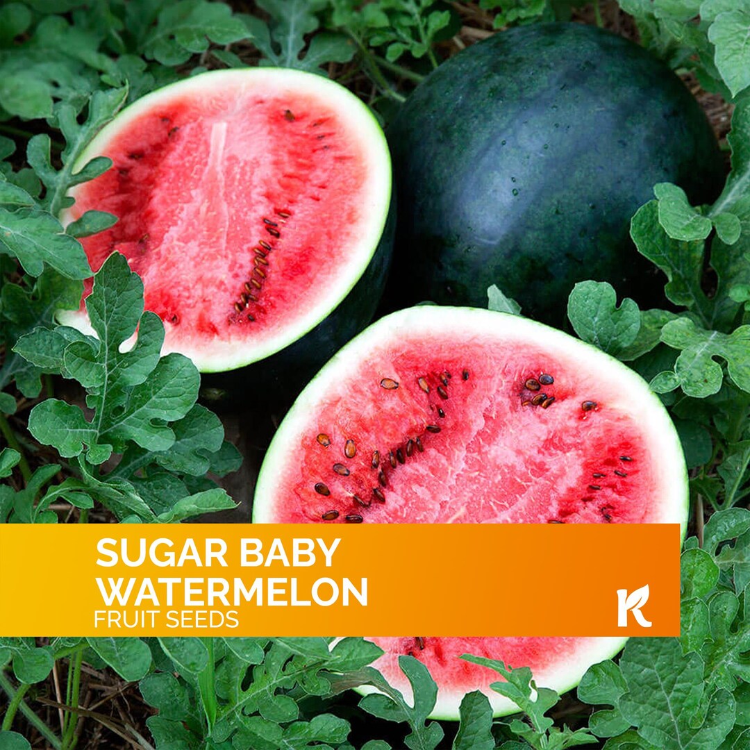 50 PCS - Sugar Baby Watermelon Seeds for Planting – Heirloom, Organic ...