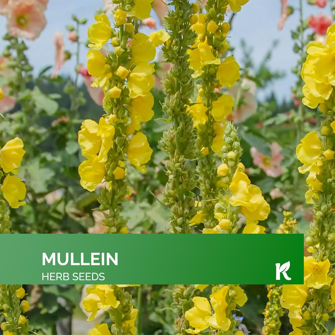 500 PCS - Mullein Seeds (verbascum Thapsus) - Mullen / Mullien / Herb ...