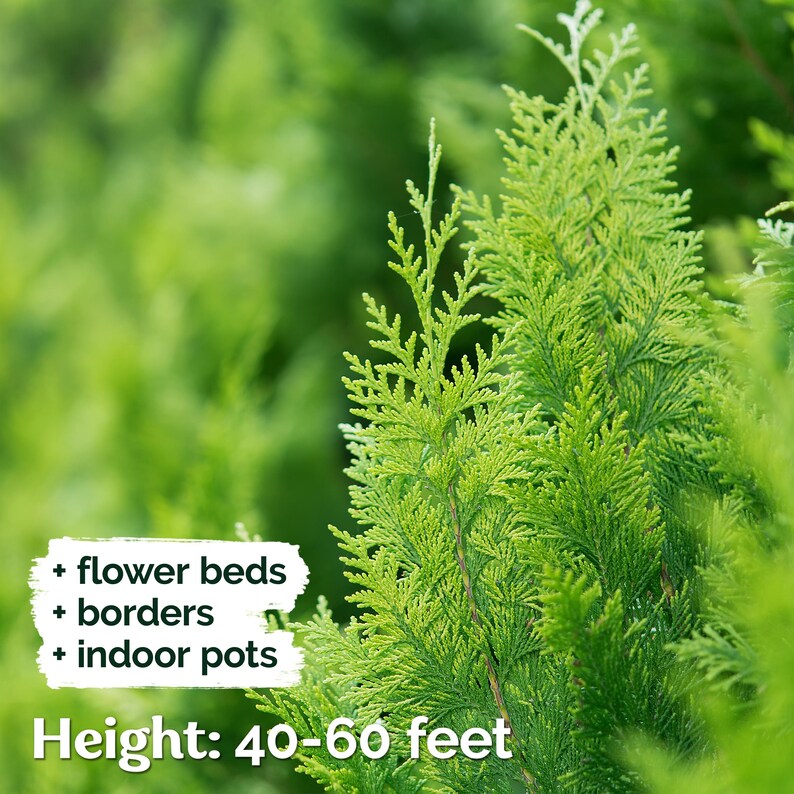 50 PCS - Thuja Tree Seeds (arborvitae / Thuja Occidentalis), American ...