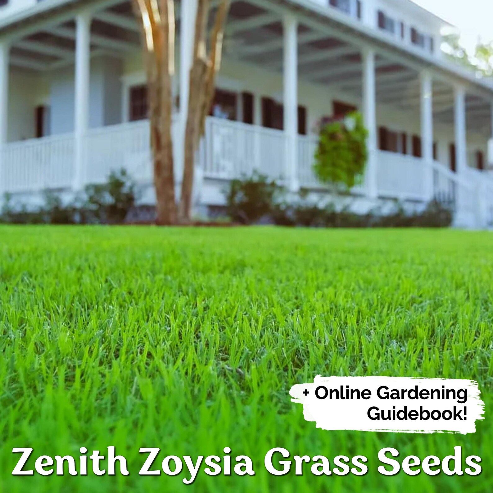 1/4 Lb Zenith Zoysia Grass Seed (zoysia Japonica) – Zenith Zoysia Seeds ...