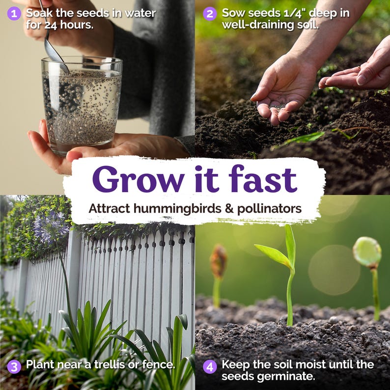 25 PCS - Red Cardinal Climber Vine Seeds (ipomoea × Multifida, Ipomoea Sloteri) - Annual ...