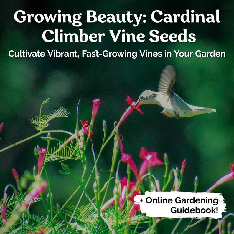 25 PCS - Red Cardinal Climber Vine Seeds (ipomoea × Multifida, Ipomoea ...