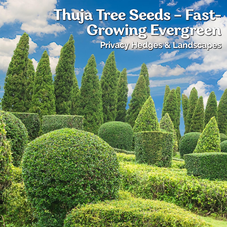 50 PCS - Thuja Tree Seeds (arborvitae / Thuja Occidentalis), American ...