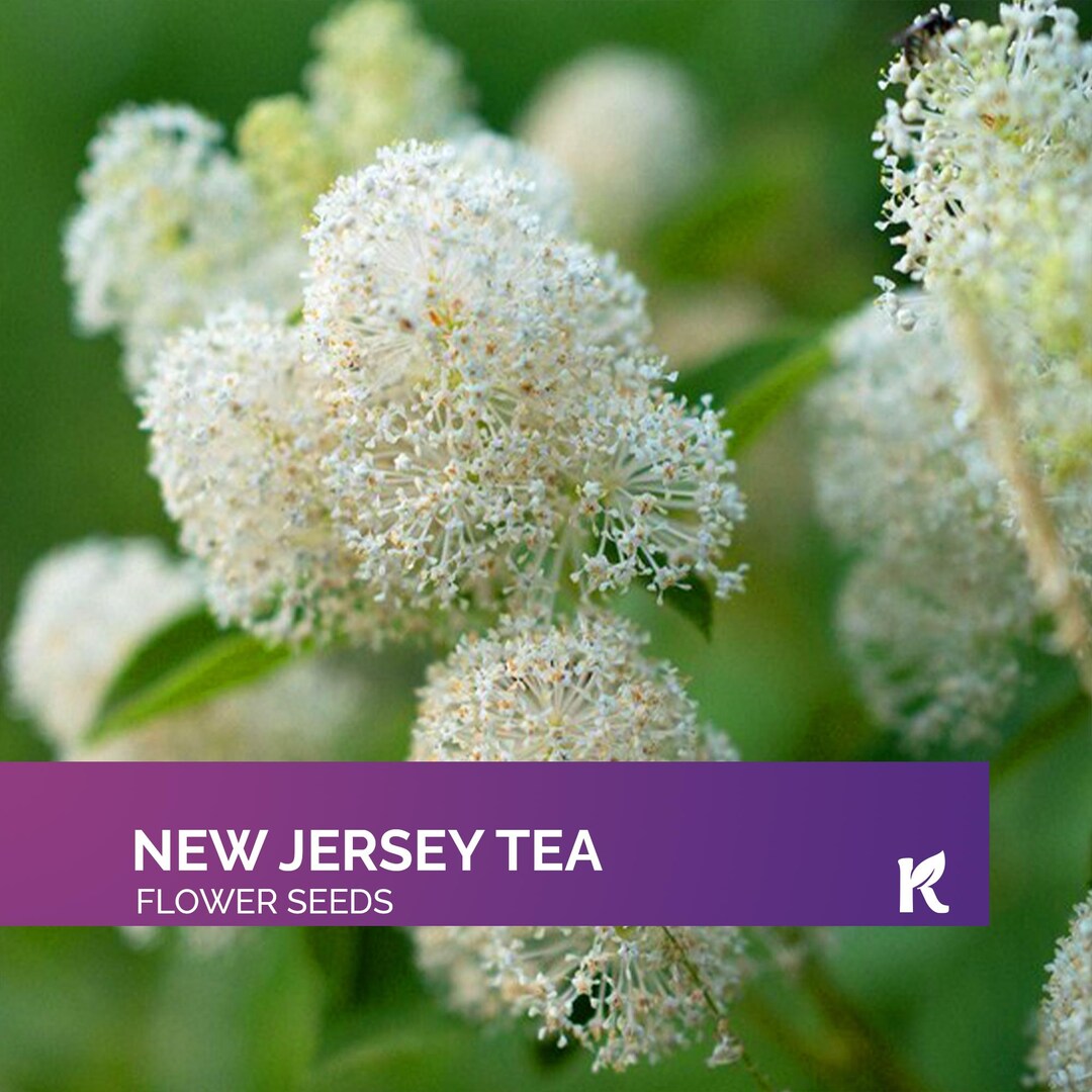 20 New Jersey Tea Seeds for Planting (ceanothus Americanus) – Perennial ...