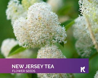 Ceanothus Americanus (new Jersey Tea) - Etsy