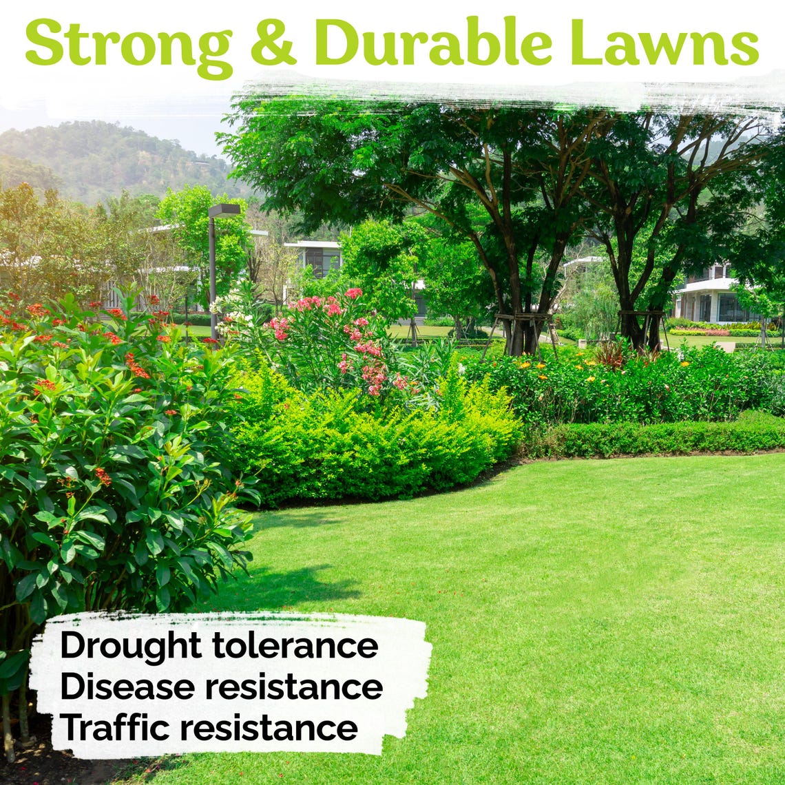 1/4 Lb Zenith Zoysia Grass Seed (zoysia Japonica) – Zenith Zoysia Seeds ...