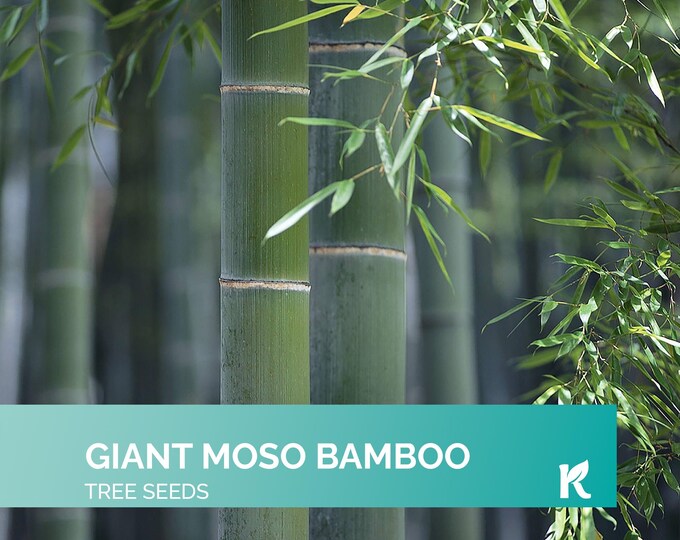 50 PCS - Giant Moso Bamboo Seeds Fast Growing (phyllostachys Edulis ...