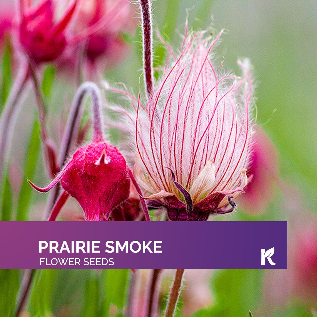 100 PCS Prairie Smoke Flower Seeds for Planting (geum Triflorum), Pink ...