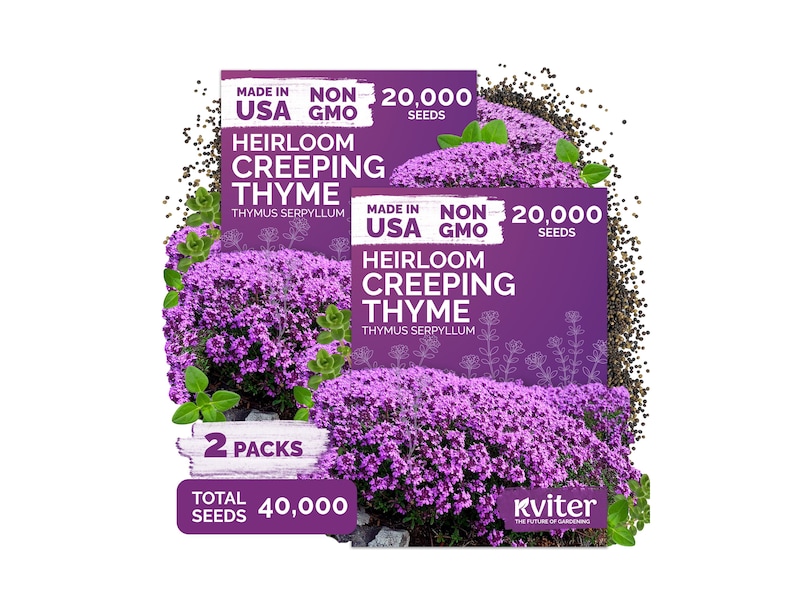 40000 Creeping Thyme Seeds (thymus Serpyllum), Heirloom Thyme Seed ...