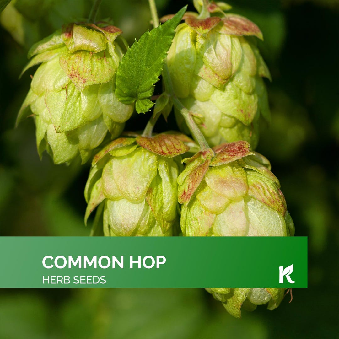 150 PCS - Hops Seeds for Planting (humulus Lupulus) – European Beer ...
