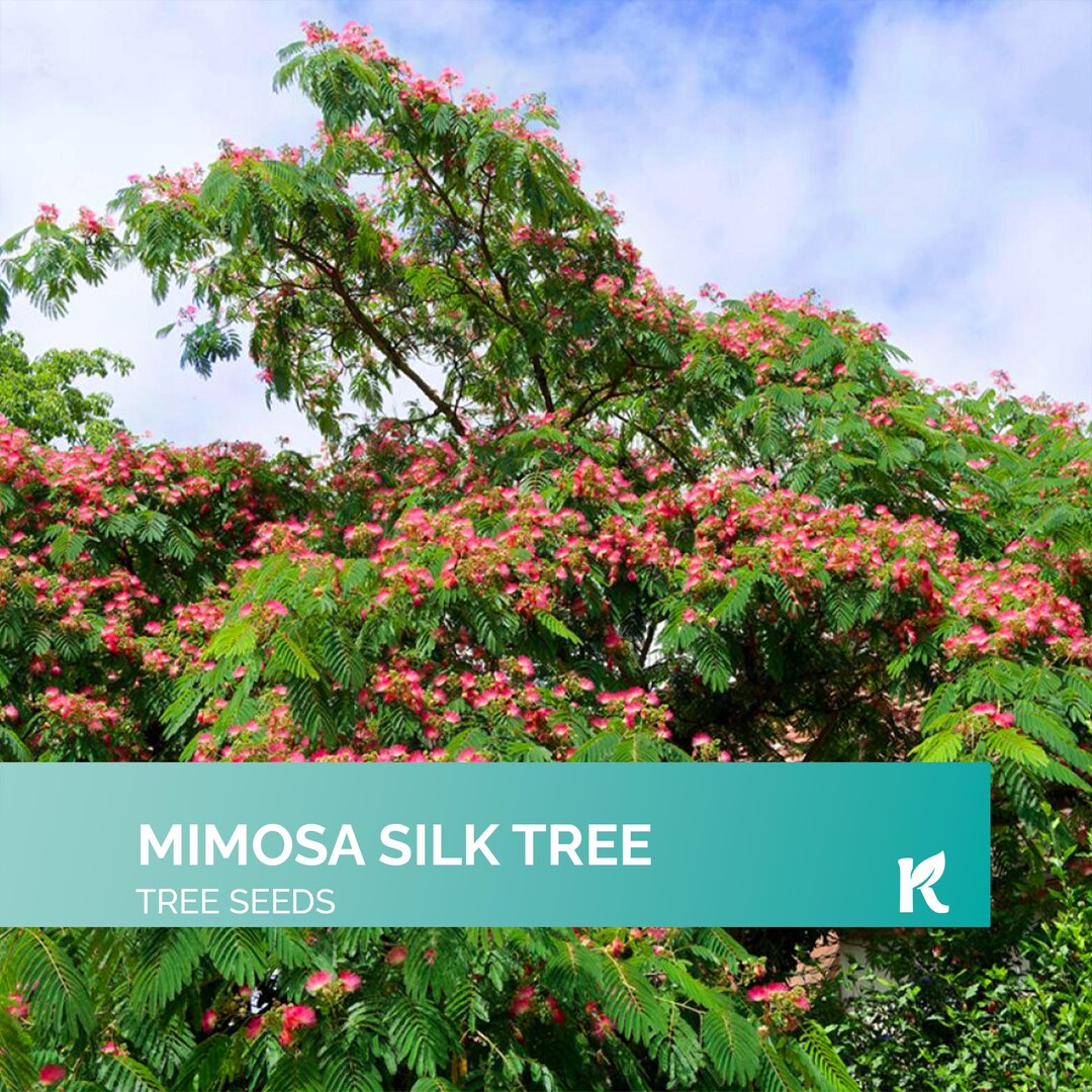 30 PCS - Mimosa Silk Tree Seeds (albizia Julibrissin) – Pink Blooms, Drought Tolerant Flowering ...