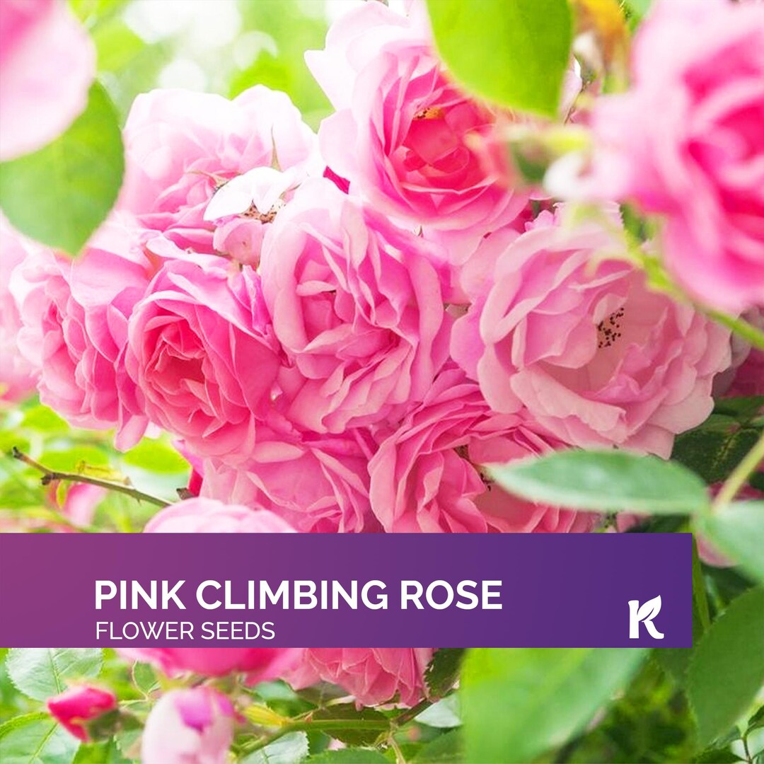 5 PCS - Pink Climbing Rose Seeds (rosa) – Cute Pink Climbing Roses Bush ...