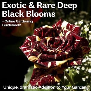 20 PCS - Black Dragon Rose Seeds (rose Nigrum) – Rare Black Rose Seeds ...