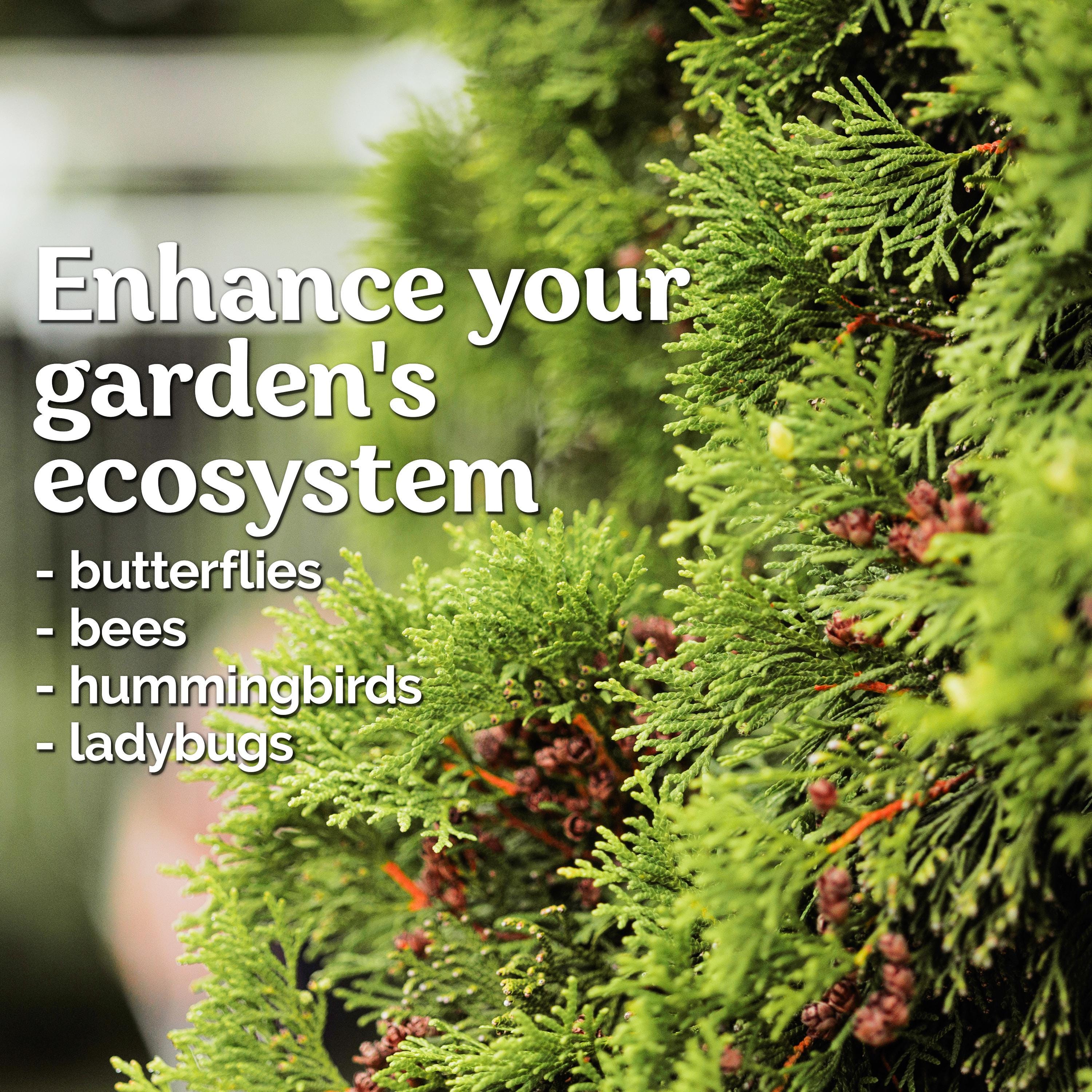 25 PCS - Thuja Tree Seeds (arborvitae / Thuja Occidentalis), American ...