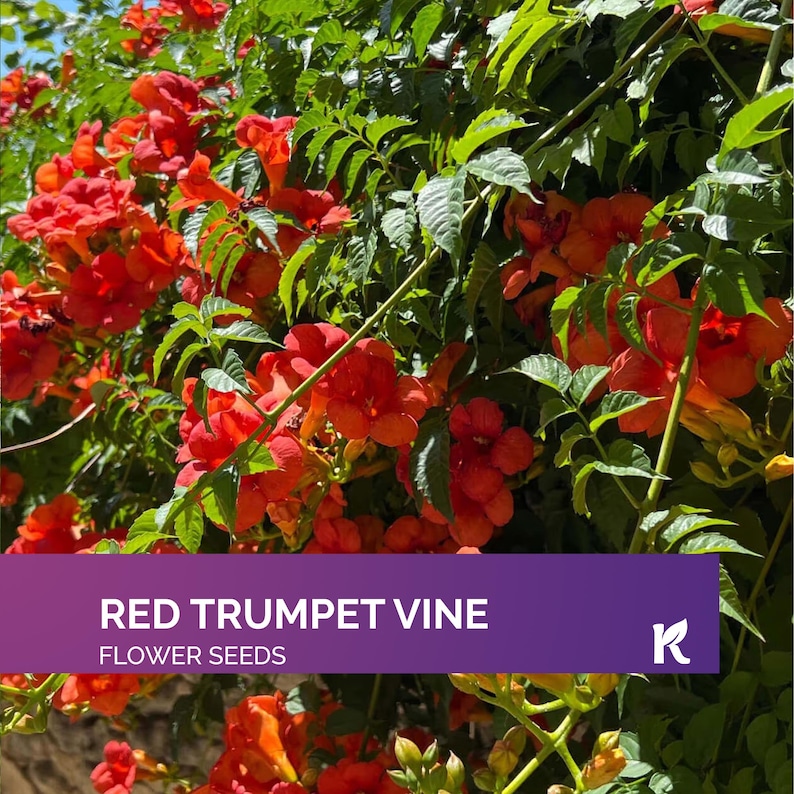 20 PCS - Red Trumpet Vine Seeds (campsis Radicans) – Trumpet Creeper ...