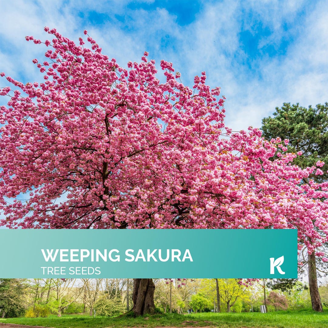 30 PCS - Weeping Cherry Sakura Tree Seeds for Planting (prunus ...