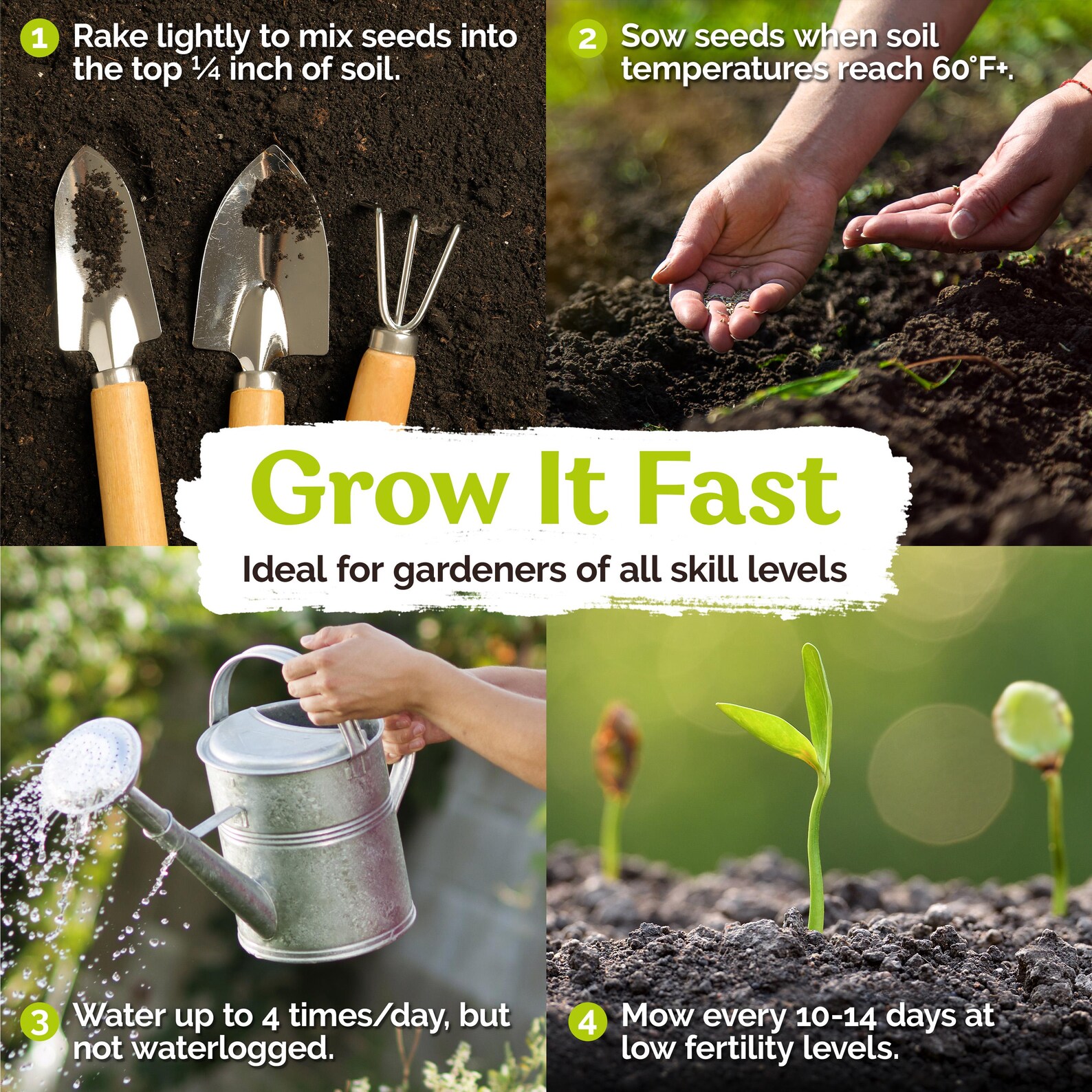 1/4 Lb Zenith Zoysia Grass Seed (zoysia Japonica) – Zenith Zoysia Seeds ...