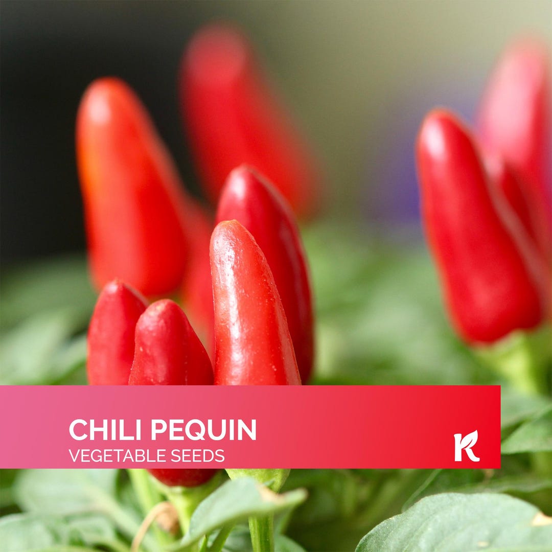 100 PCS - Chili Pequin Seeds for Planting(capsicum Annuum), Chile ...