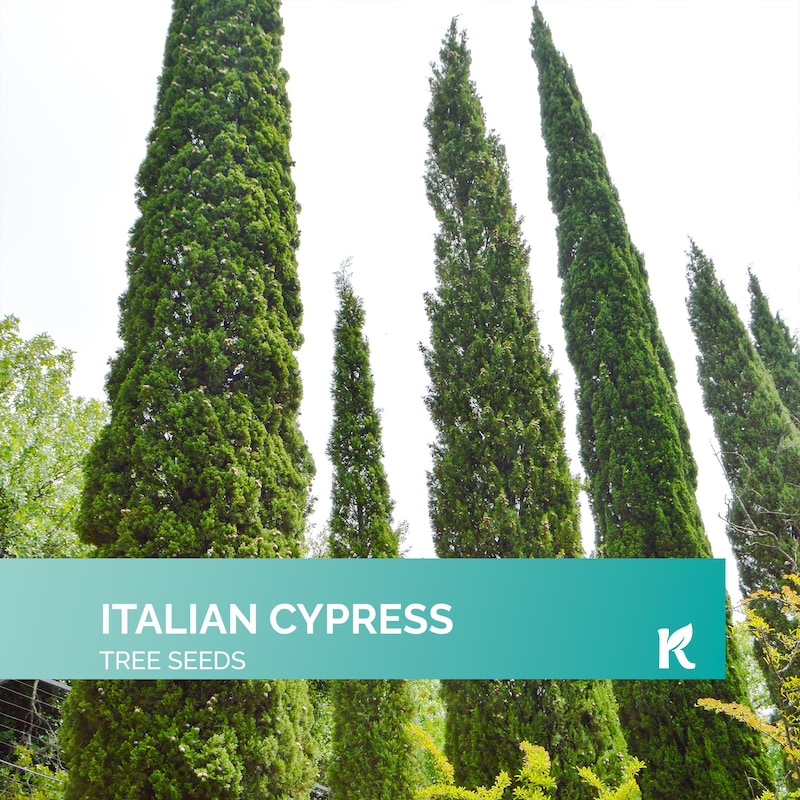 Bulb Cypress Tree - Etsy