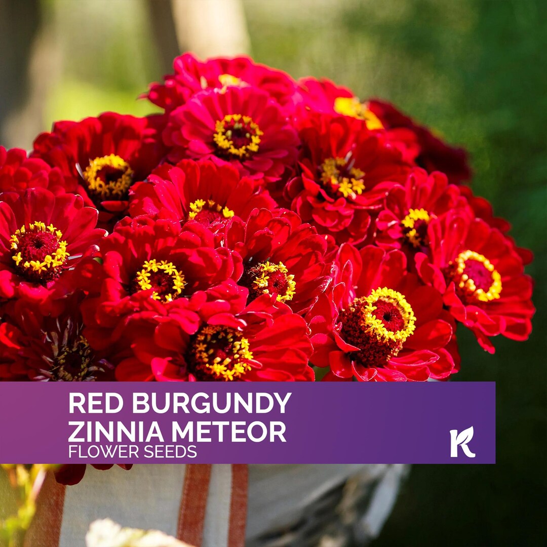 100 PCS - Meteor Zinnia Seeds for 2025 (zinnia Elegans) – Burgundy Red ...