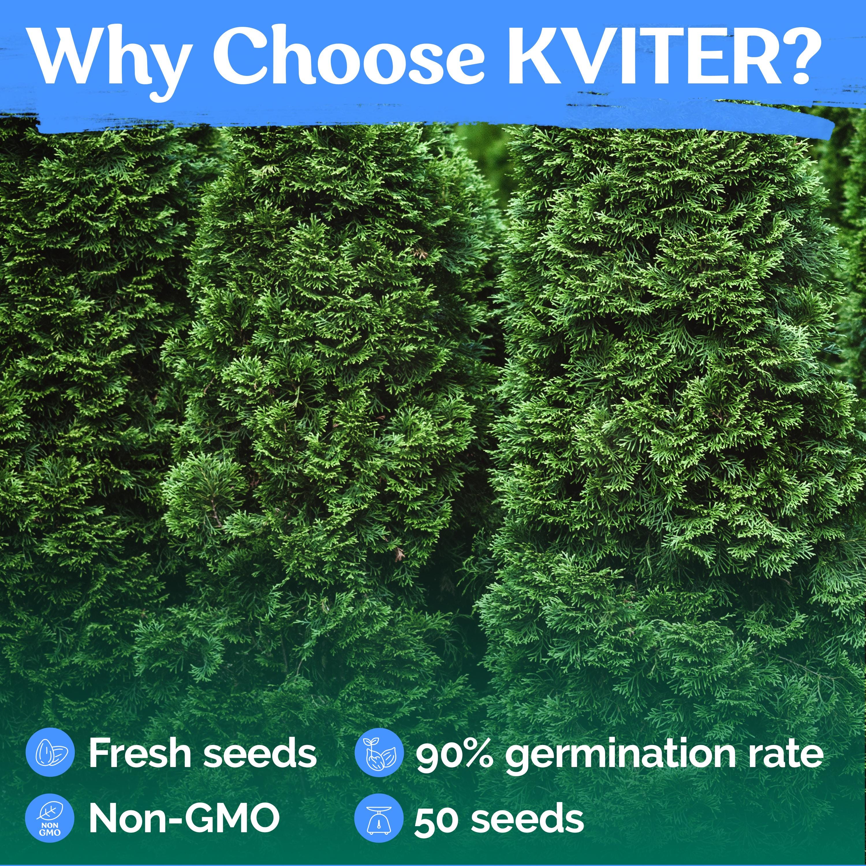 25 PCS - Thuja Tree Seeds (arborvitae / Thuja Occidentalis), Tree Seeds ...