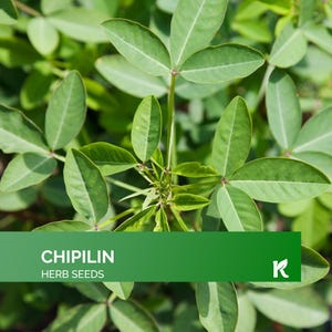 30 PCS - Chipilin Seeds (crotalaria Longirostrata) – Semillas De ...