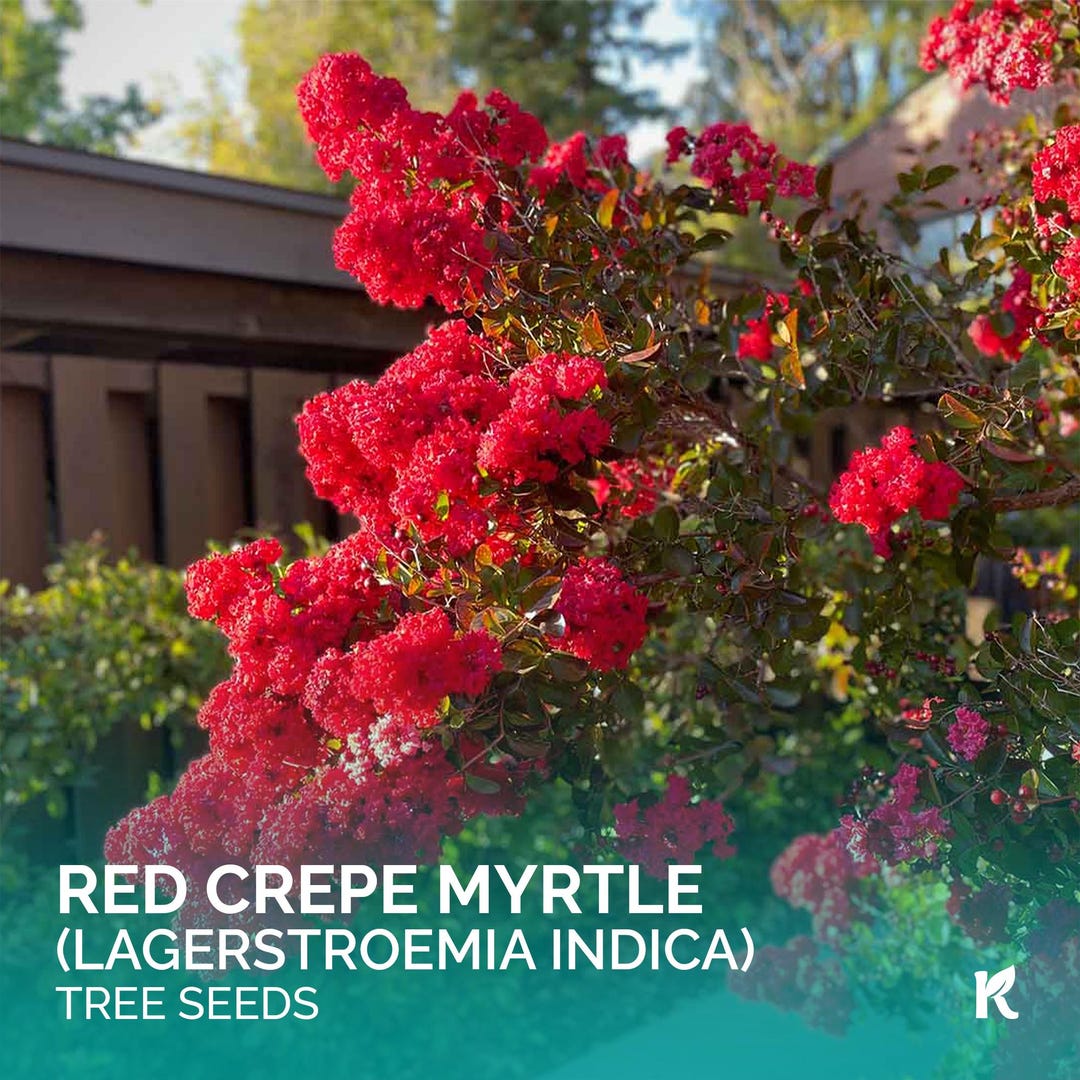 Red Crepe Myrtle Tree Seeds for Planting (lagerstroemia Indica) – Red Crape Myrtle, Crepe Myrtle ...