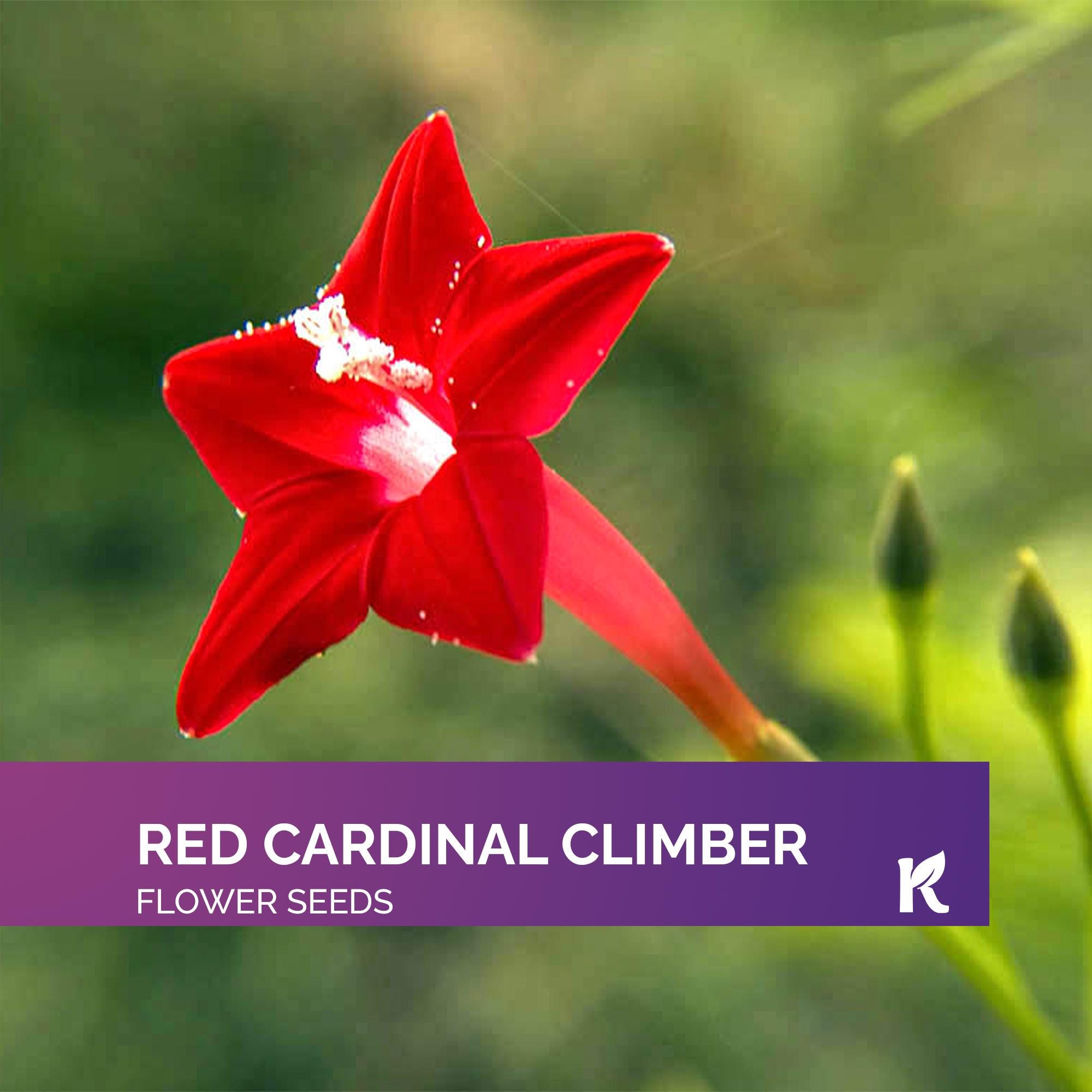 25 PCS - Red Cardinal Climber Vine Seeds (ipomoea × Multifida, Ipomoea ...