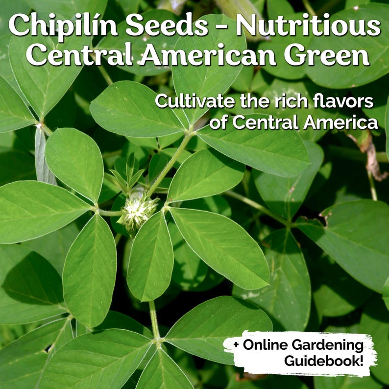30 PCS - Chipilin Seeds (crotalaria Longirostrata) – Semillas De ...