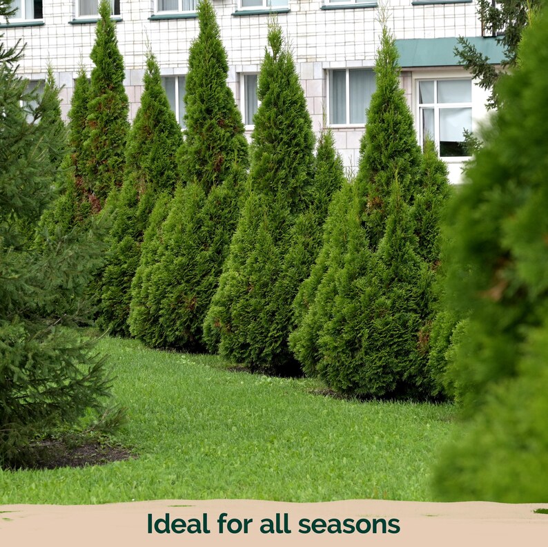 50 PCS - Thuja Tree Seeds (arborvitae / Thuja Occidentalis), American ...