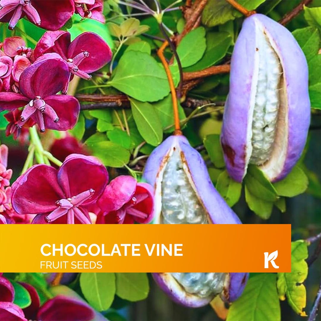 15 PCS Chocolate Vine Seeds (akebia Quinata) – Five Leaf Akebia ...