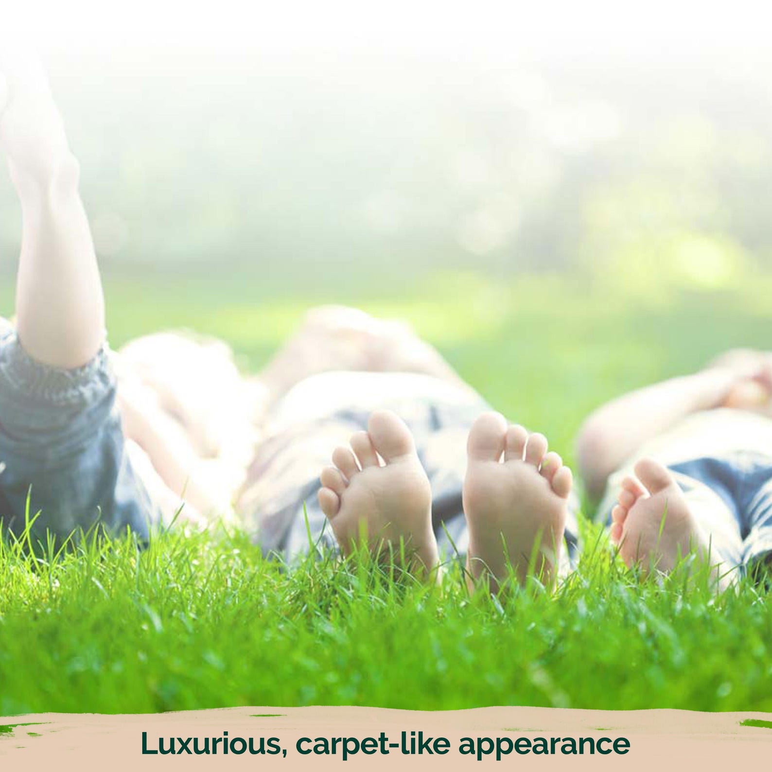 1/4 Lb Zenith Zoysia Grass Seed (zoysia Japonica) – Zenith Zoysia Seeds ...