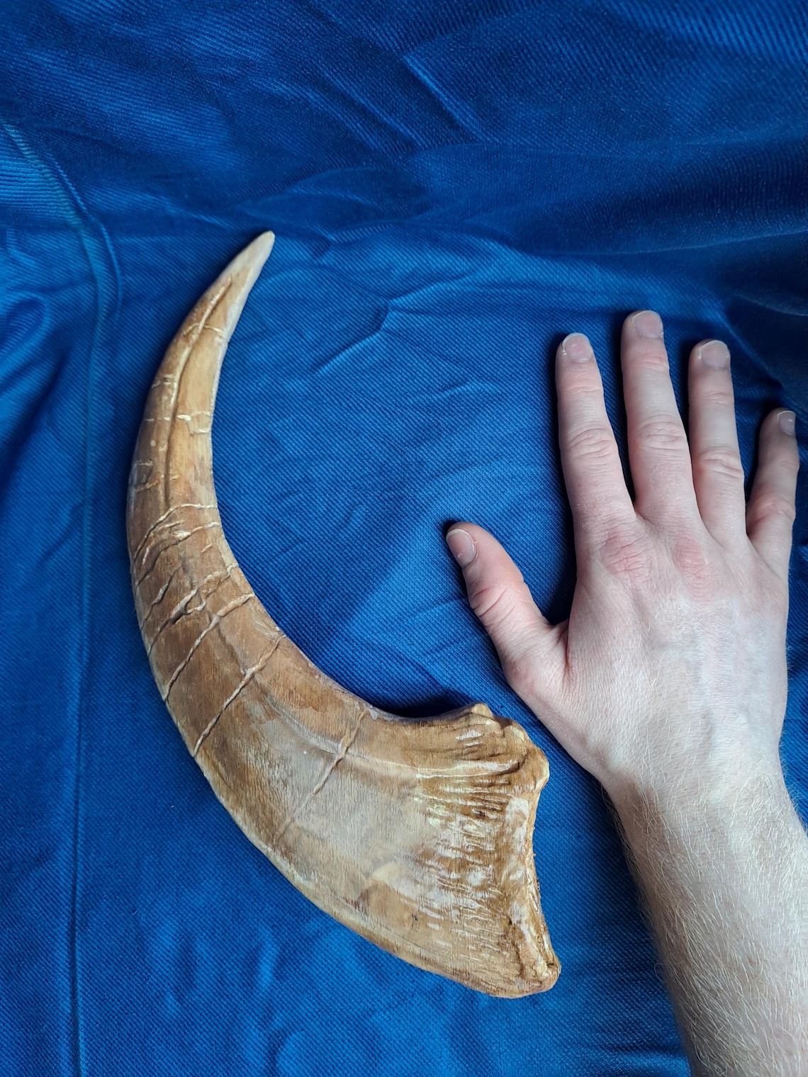 Life Size Megaraptor Claw - Model Specimen Replica for a Mega Raptor ...