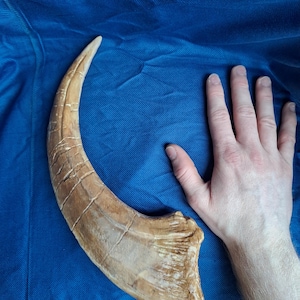 Life Size Megaraptor Claw - Model Specimen Replica for a Mega Raptor Dinosaur- Dino Fossil - Etsy