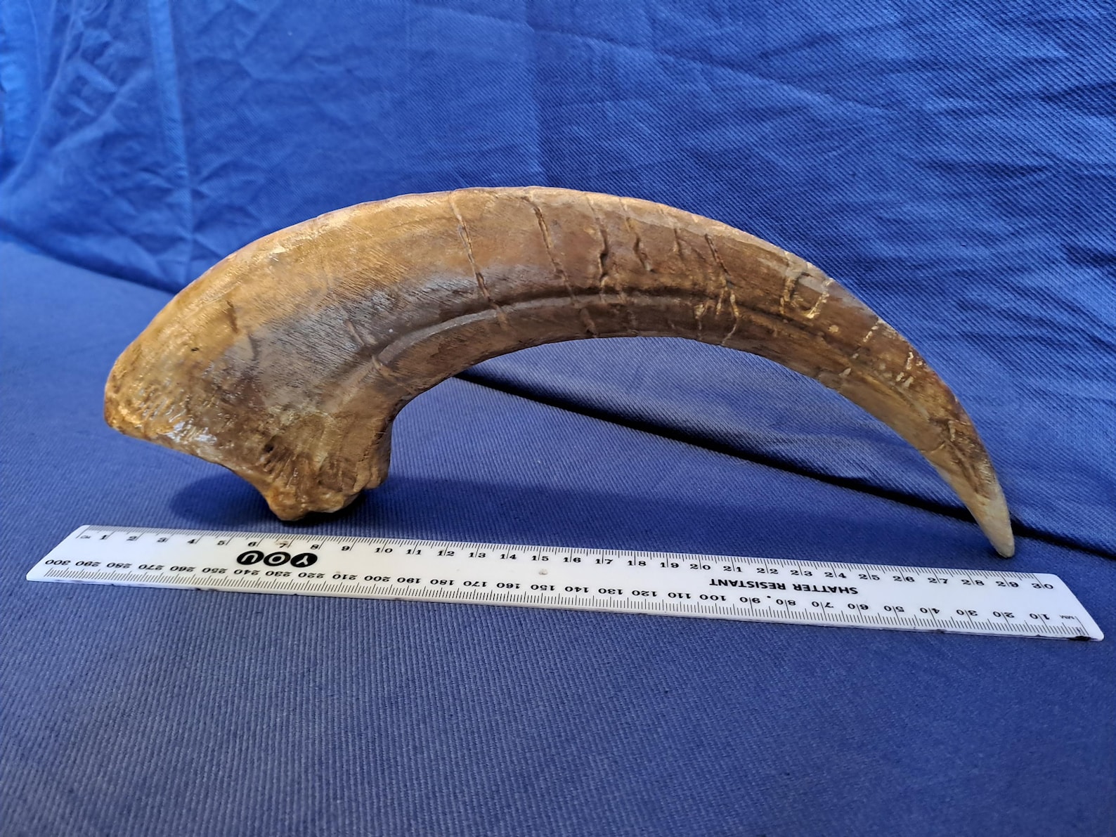 Life Size Megaraptor Claw - Model Specimen Replica for a Mega Raptor ...