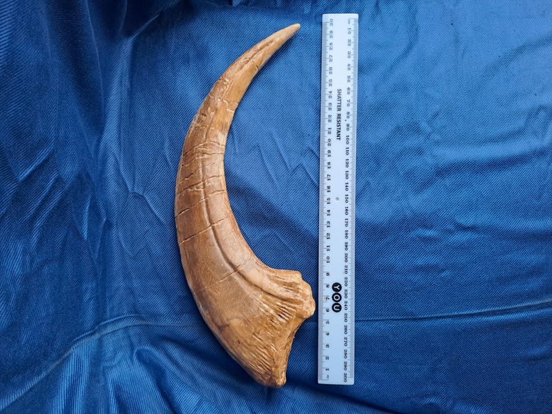 Life Size Megaraptor Claw - Model Specimen Replica for a Mega Raptor Dinosaur- Dino Fossil - Etsy