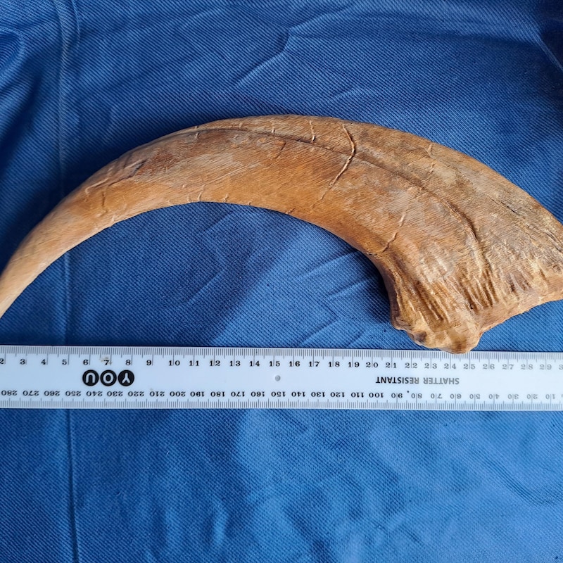 Raptor Skull Model - Etsy UK