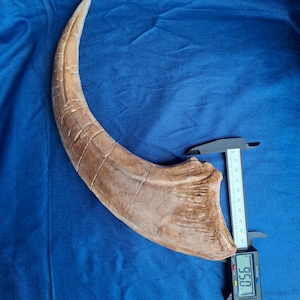 Life Size Megaraptor Claw - Model Specimen Replica for a Mega Raptor ...