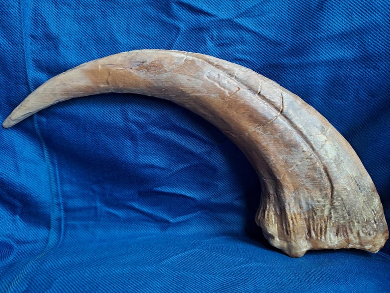 Life Size Megaraptor Claw - Model Specimen Replica for a Mega Raptor ...