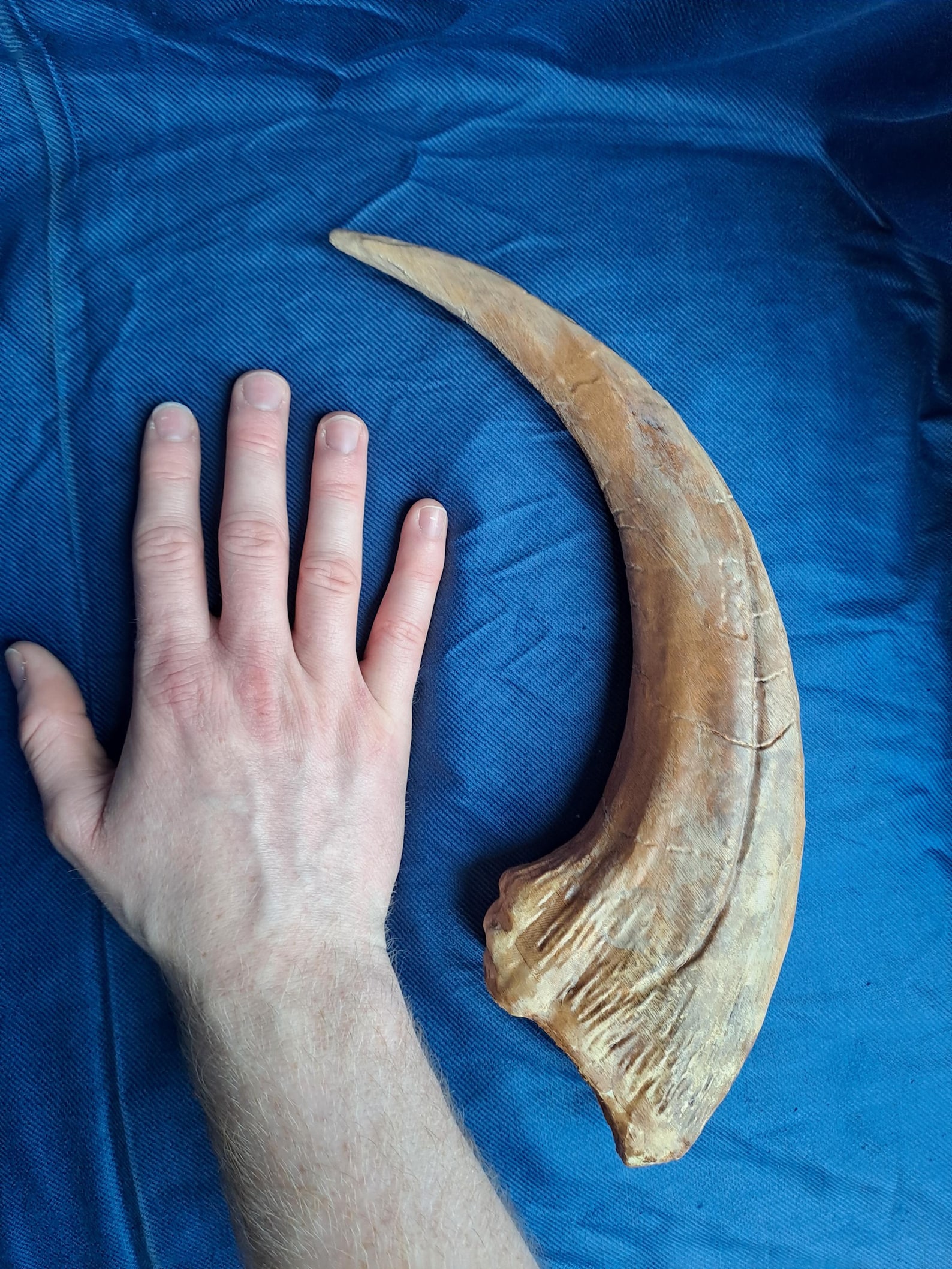 Life Size Megaraptor Claw - Model Specimen Replica for a Mega Raptor ...