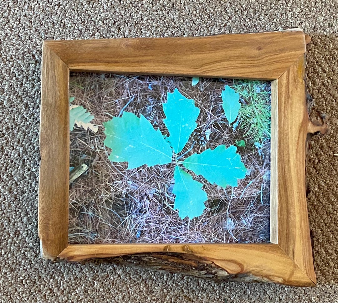 White Oak Sapling & Mangrove 8x10 Frame - Etsy