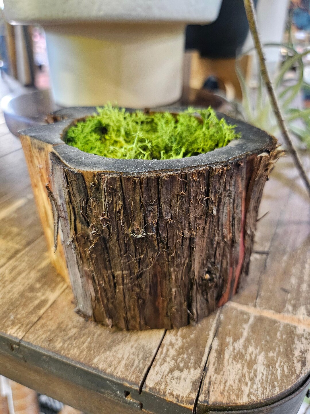 Black Walnut Wooden Bark Pot Planter - Etsy