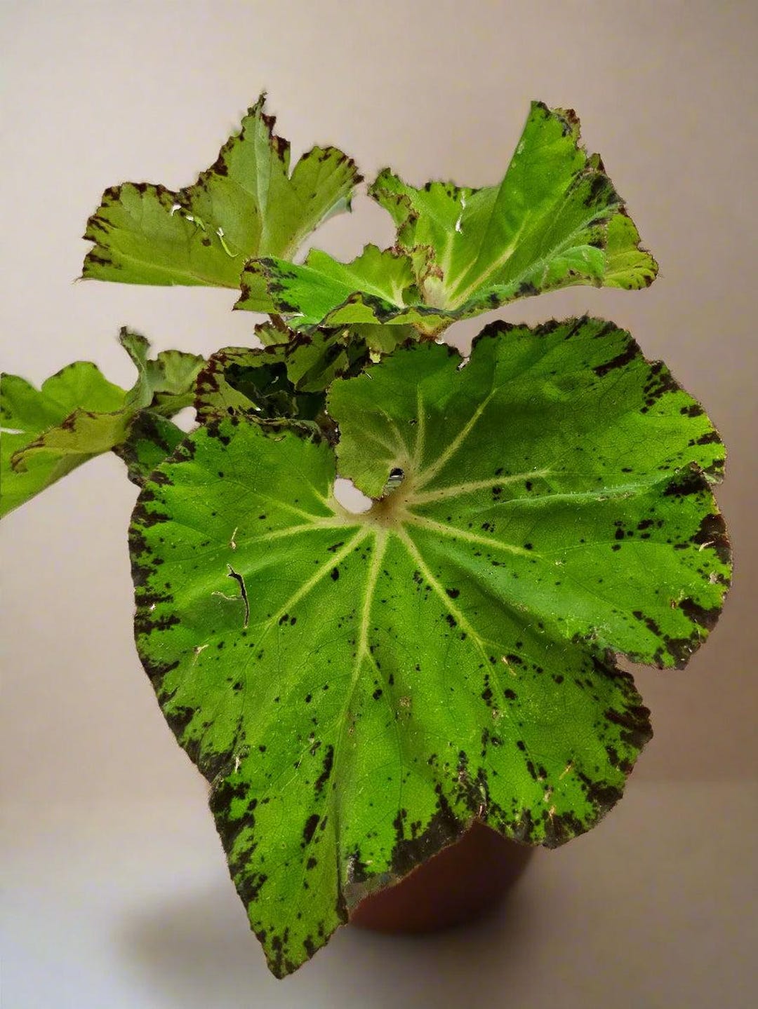 Begonia 'river Nile' 4" Plant - Etsy