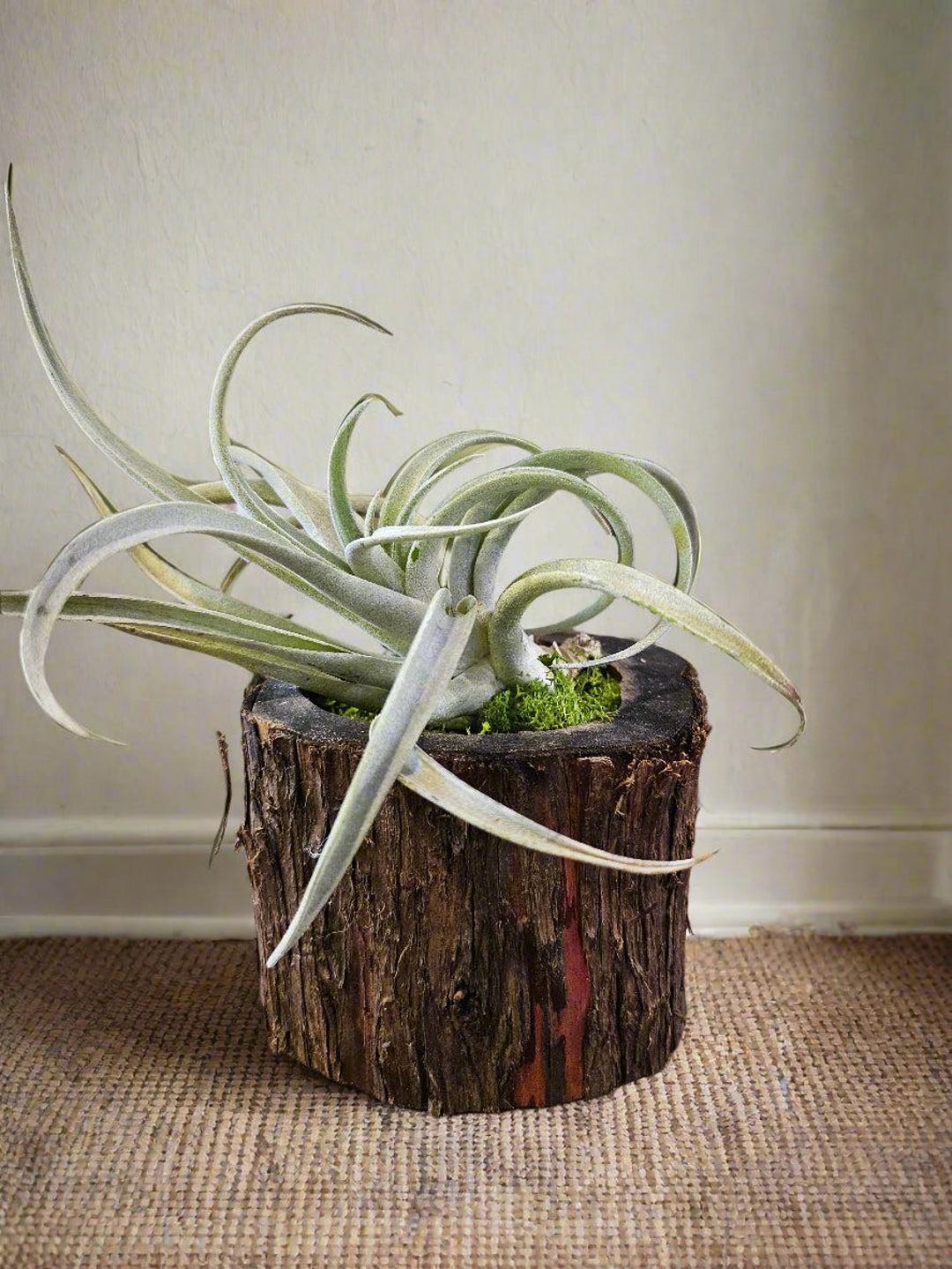 Black Walnut Wooden Bark Pot | Planter - Etsy