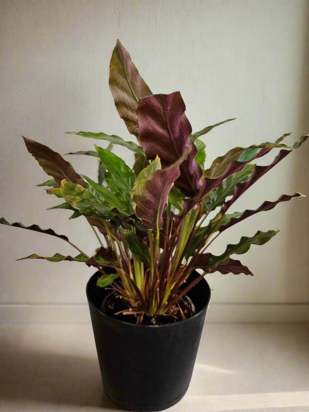 Furry Feather Calathea 5" Plant (calathea Rufibarba) - Etsy